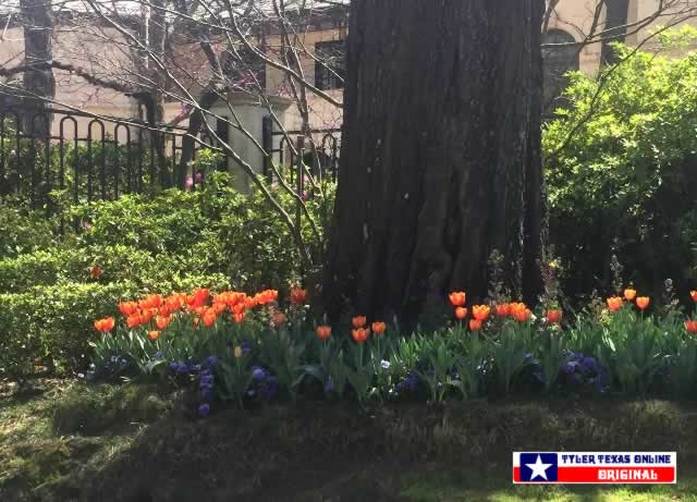 2019 Tyler Texas Azalea and Spring Flower Trails, March 22 - April 7 ...