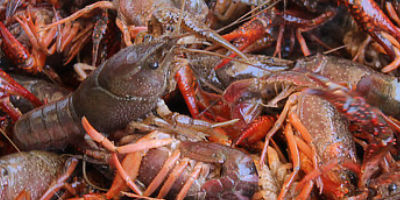 Crawfish in Tyler, Texas, where to buy crawfish, crawfish outlets ...