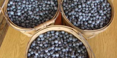 Tyler and East Texas blueberry farms, pick your own blueberries ...