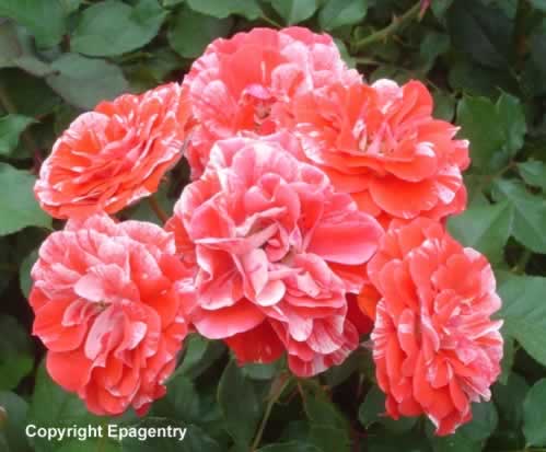 Tyler Texas rose industry, rose industry history, leading rose producers