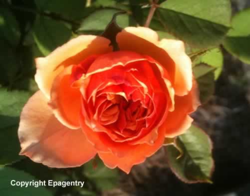 Tyler Texas rose industry, rose industry history, leading rose producers