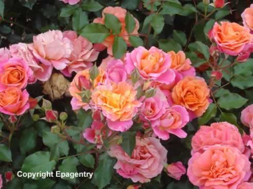 Tyler Texas rose industry, rose industry history, leading rose producers