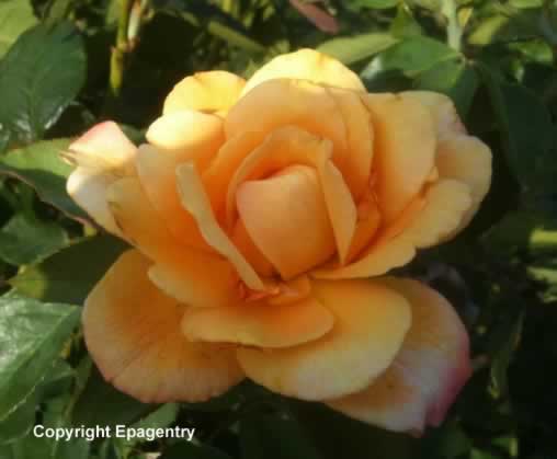 Tyler Texas rose industry, rose industry history, leading rose producers